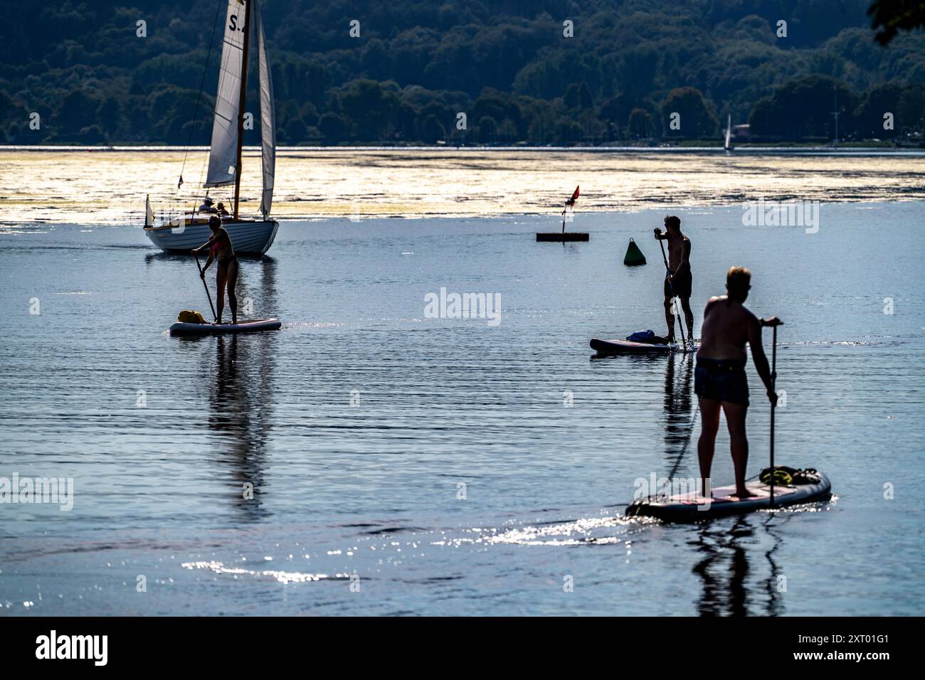 Sup species hi-res stock photography and images - Alamy