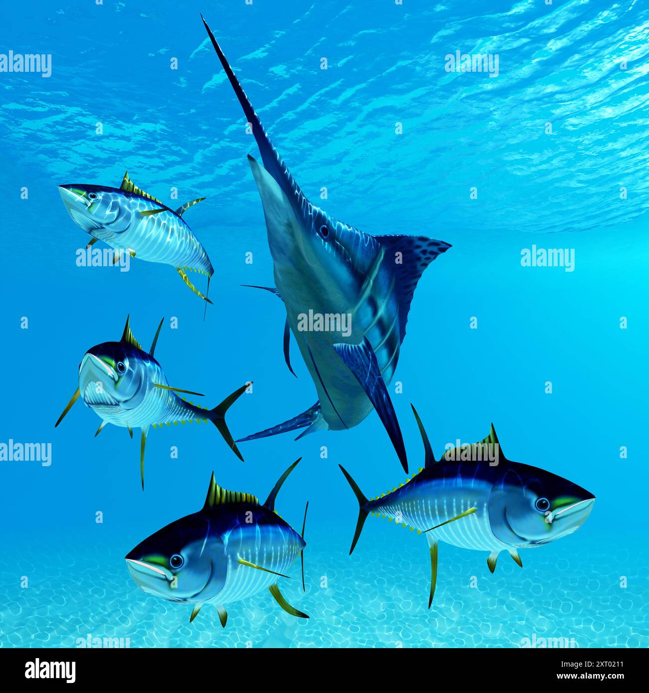 A predatory Blue Marlin fish hunts a Yellowfin tuna fish school Stock ...