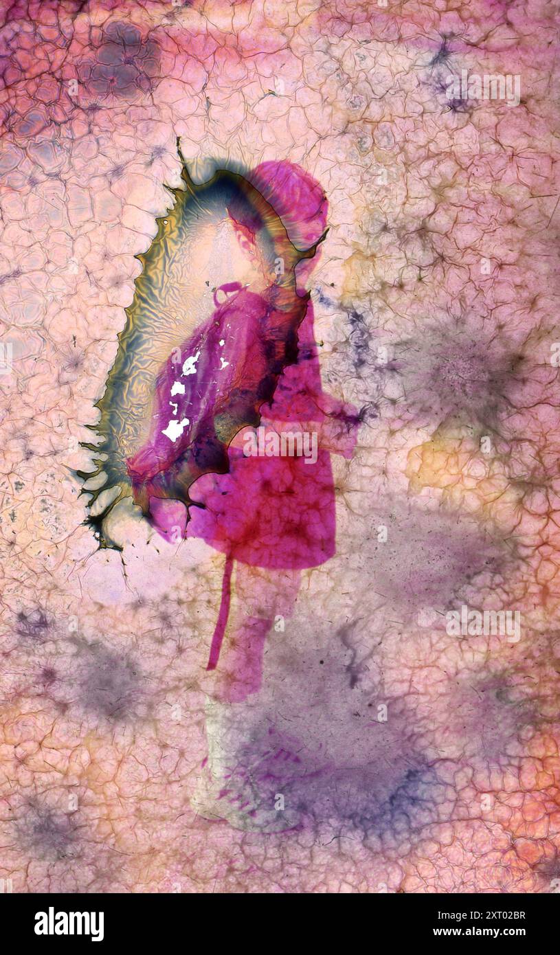 Austin Texas USA, 2000: Six-year-old boy wearing backpack leaves home ...