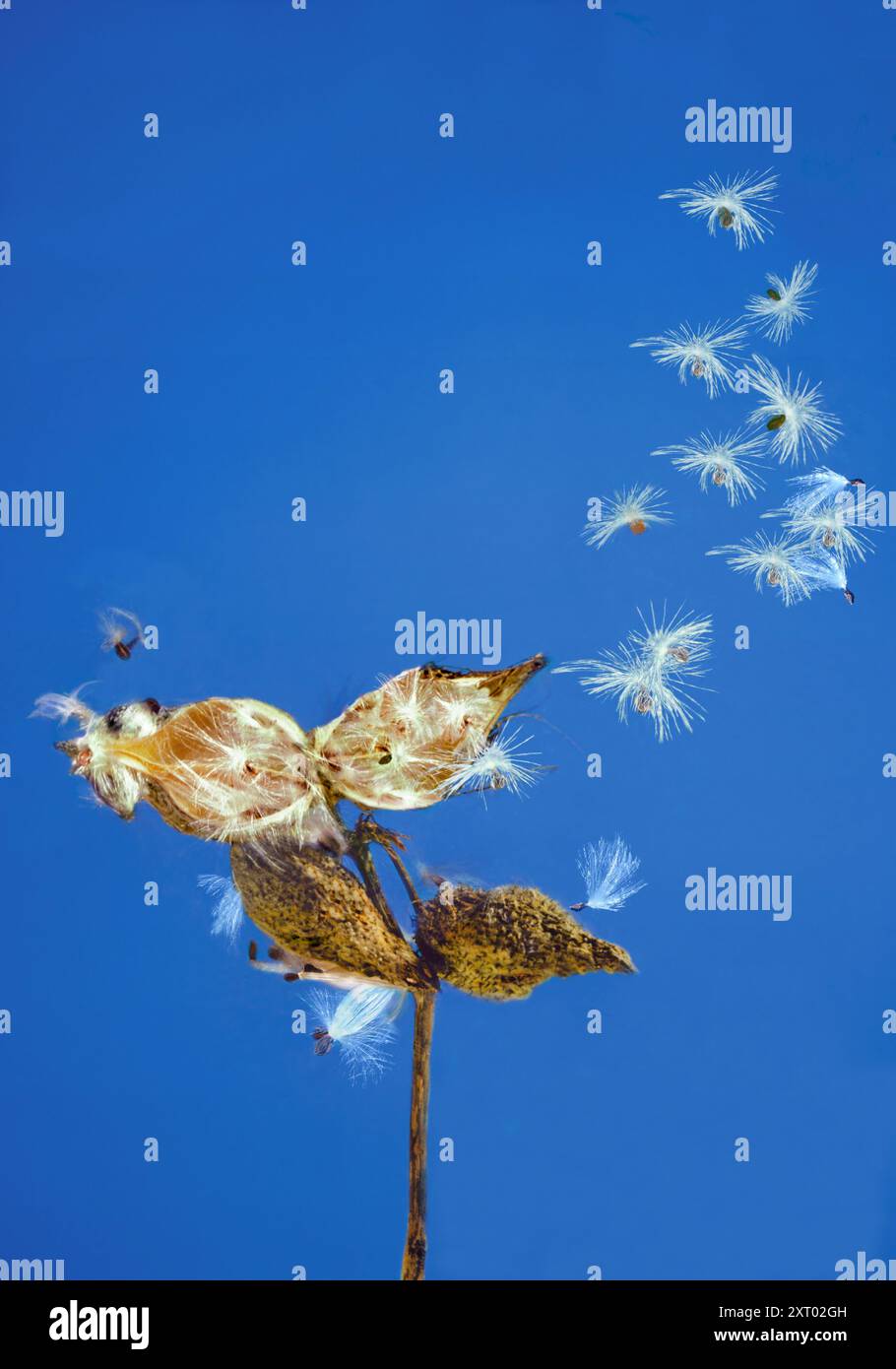 Floating milkweed seeds fly into blue sky from open pods, Maine, USA ...
