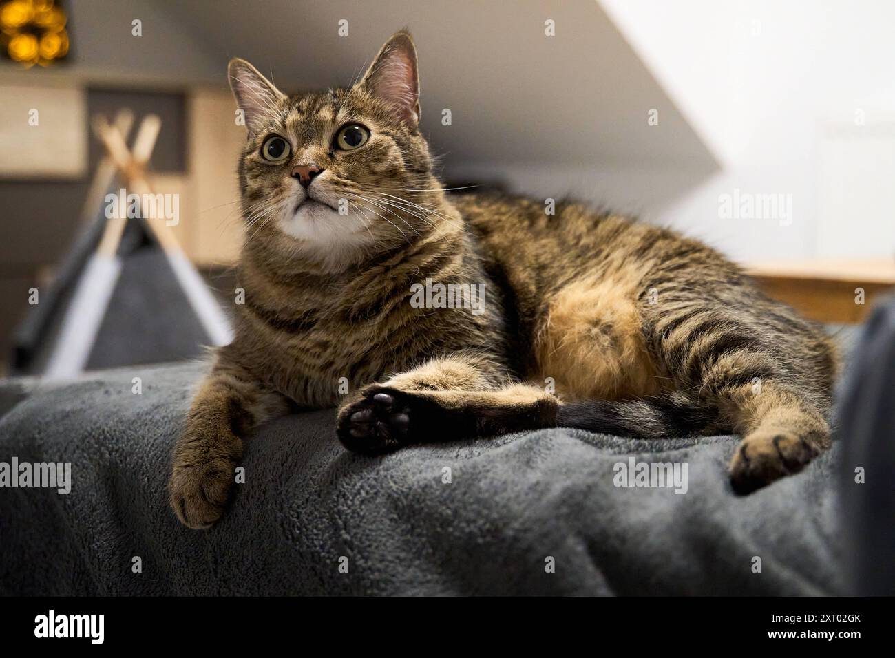 Katze auf einem sofa hi-res stock photography and images - Alamy