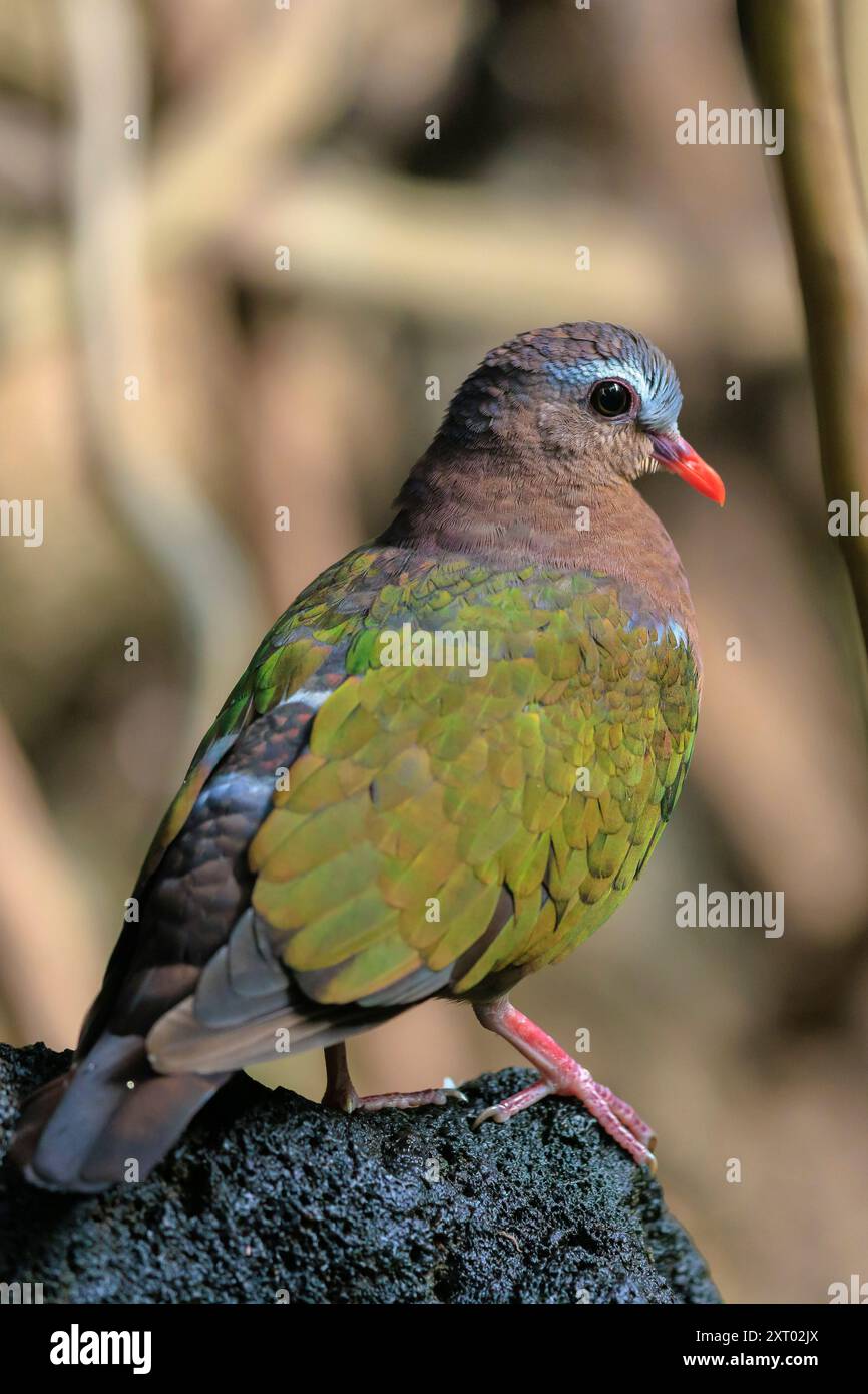 common emerald dove, Asian emerald dove, or grey-capped emerald dove ...