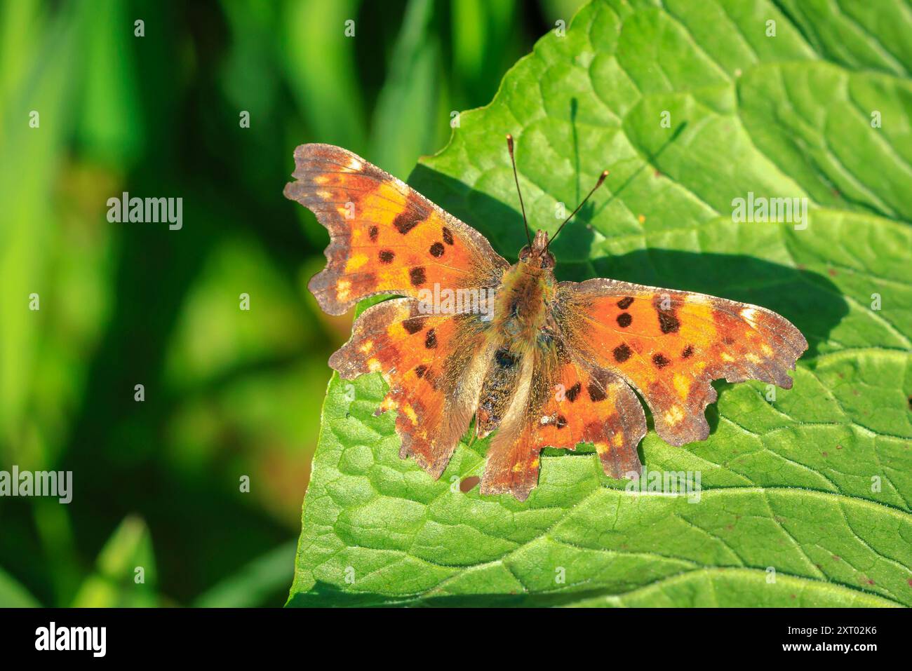 Comma butterfly Polygonia c-album resting on vegetation in grassland ...