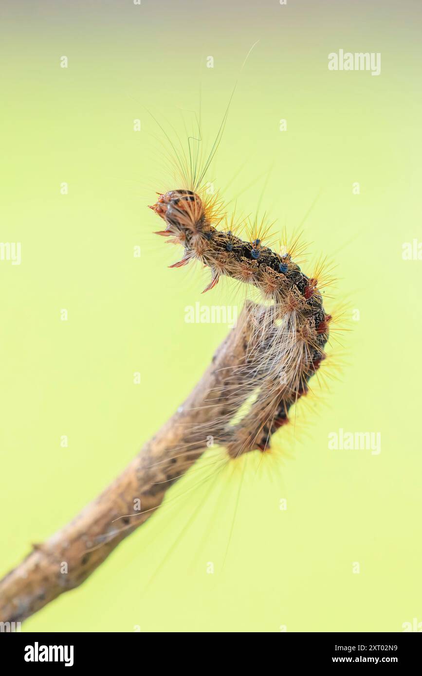 Gypsy moth or spongy moth , Lymantria dispar, caterpillar crawling and ...