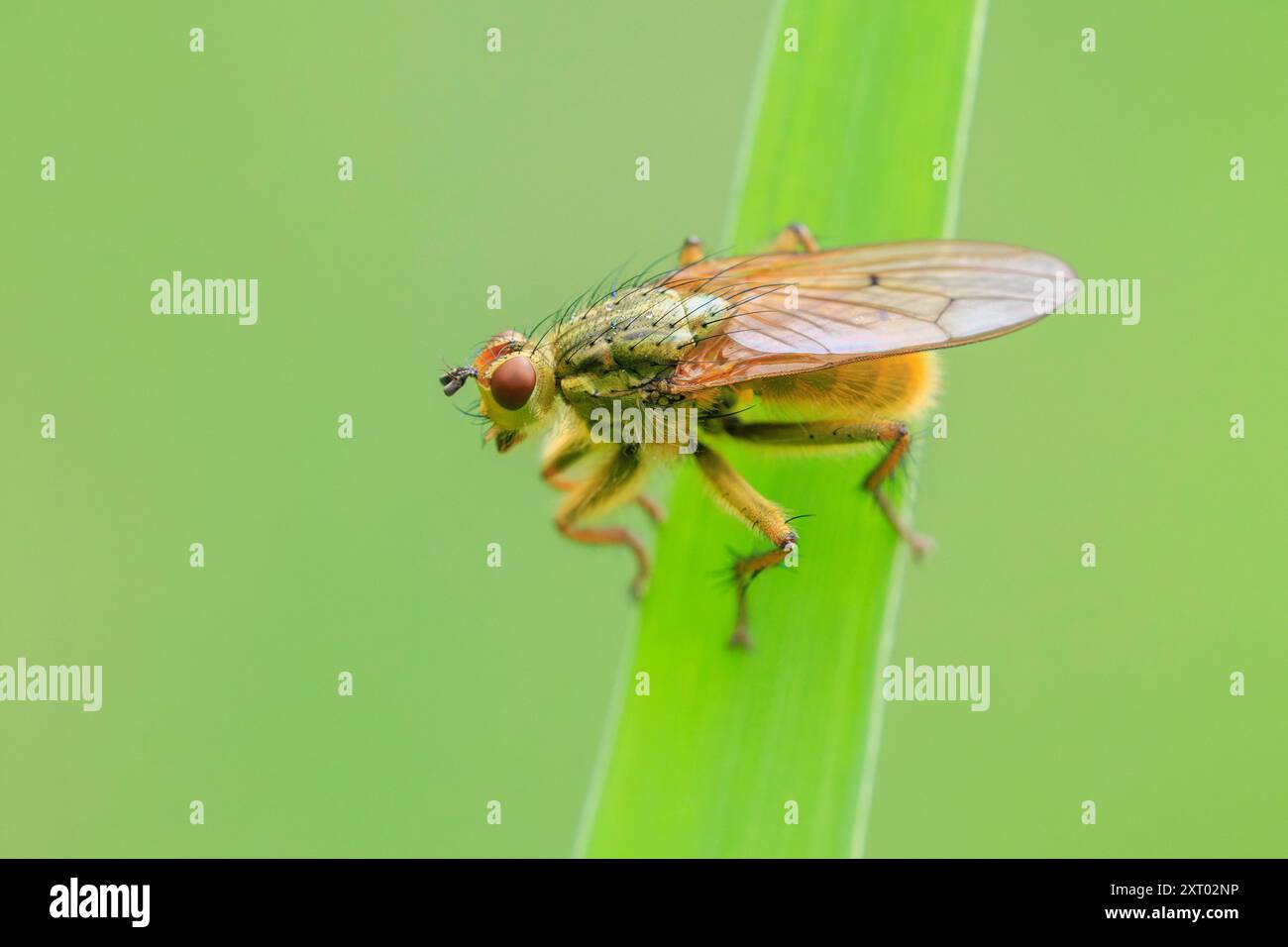 Closeup of a male Scathophaga stercoraria insect, also known as the yellow dung fly or the ...
