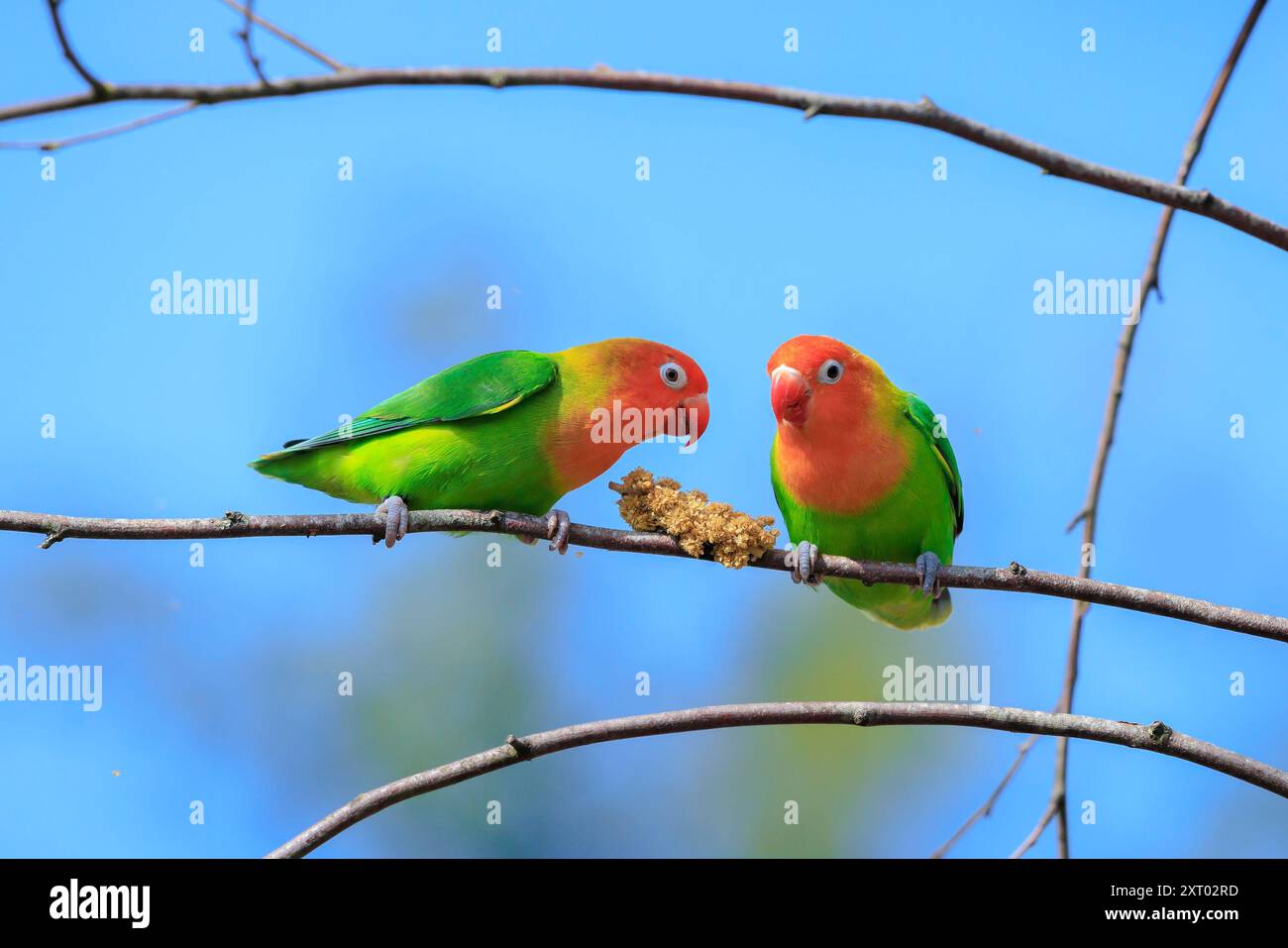 Fischers lovebird habitat hi-res stock photography and images - Alamy