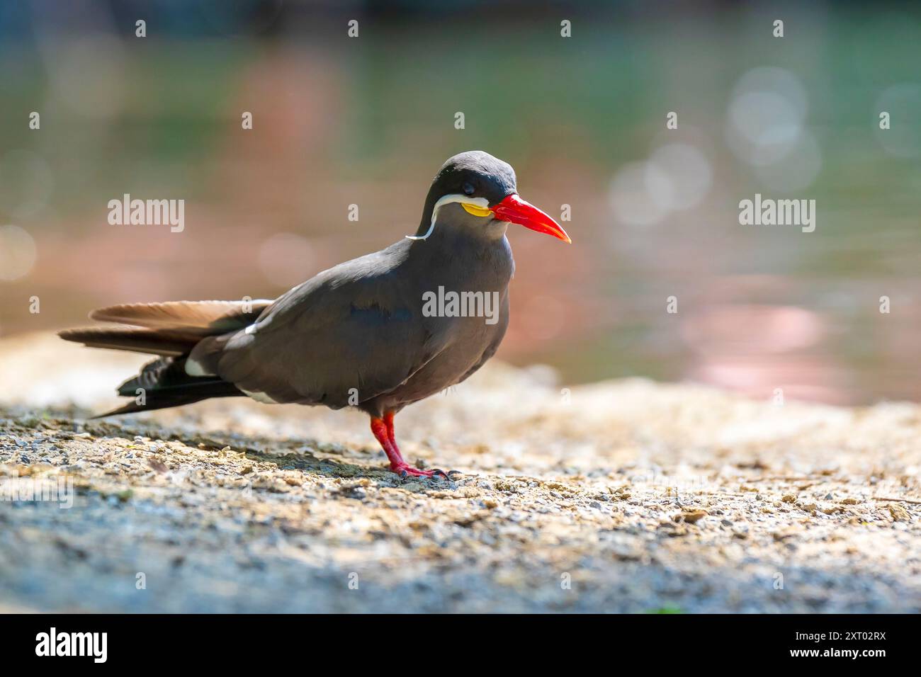 The Inca tern Larosterna inca bird has dark grey body, white moustache ...