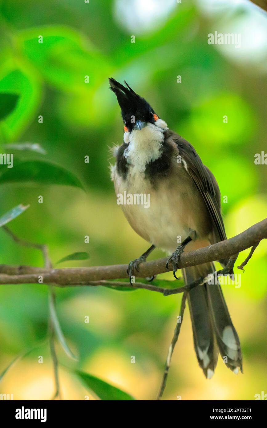 red-whiskered or crested bulbul, Pycnonotus jocosus, perched in a ...