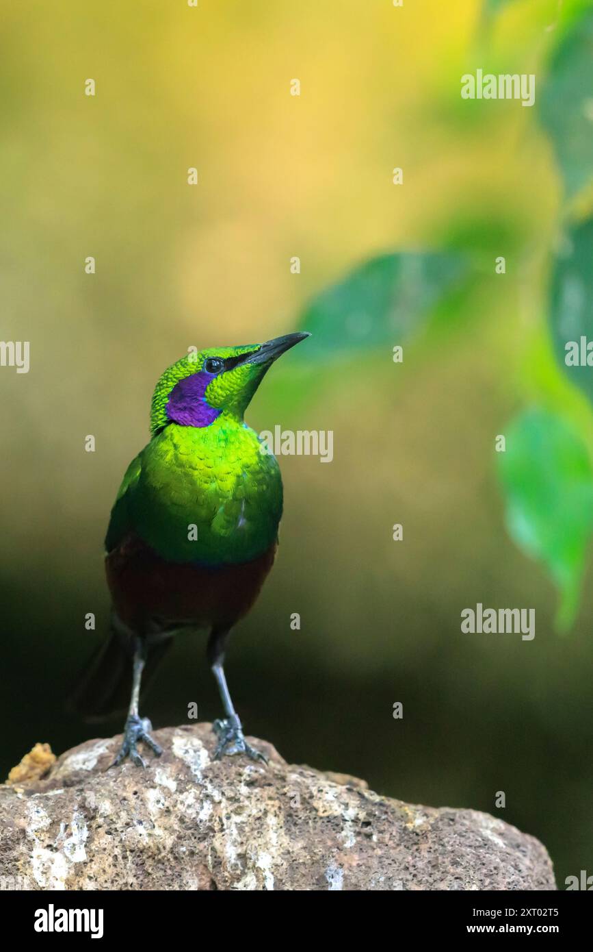 Closeup of a emerald starling, Lamprotornis iris, also known as the ...