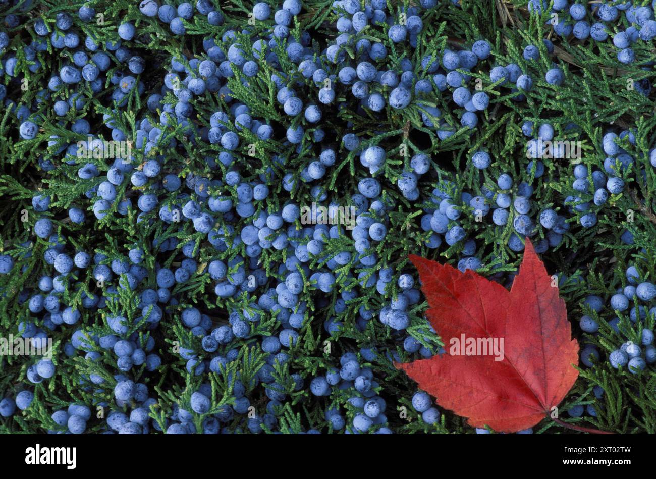Red maple leaf (Acer rubrum) caught on a bough of Eastern Red Cedar (Juniperus virginiana) full ...