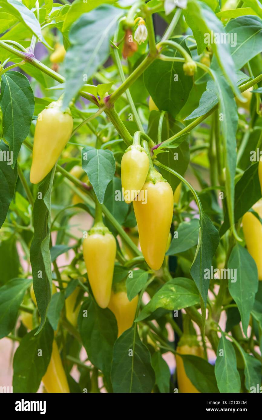 Cascabella pepper hi-res stock photography and images - Alamy
