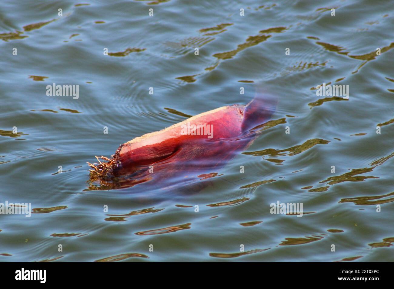 red bird feed floating in pond Stock Photo - Alamy