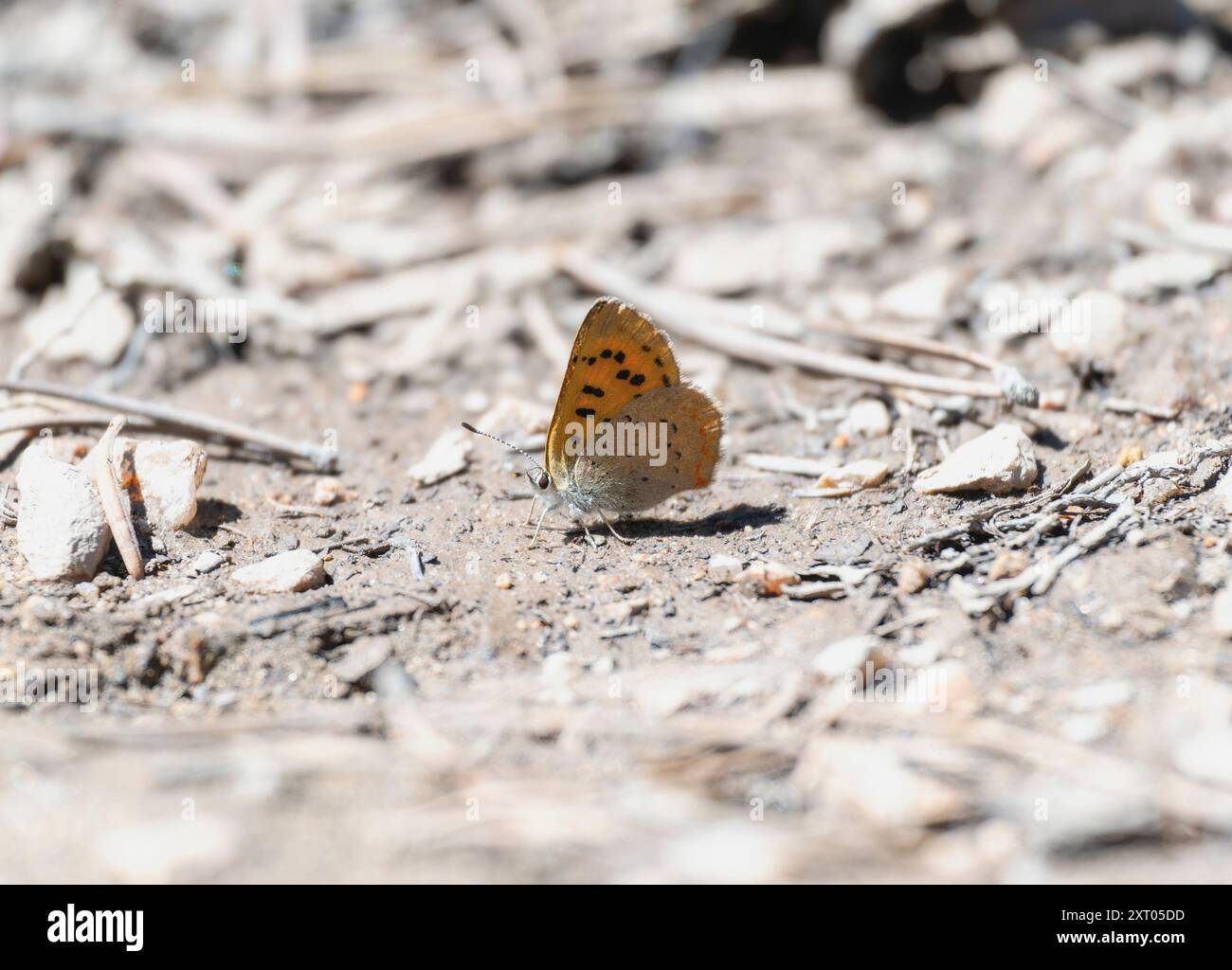 Native ground dwelling species hi-res stock photography and images - Alamy