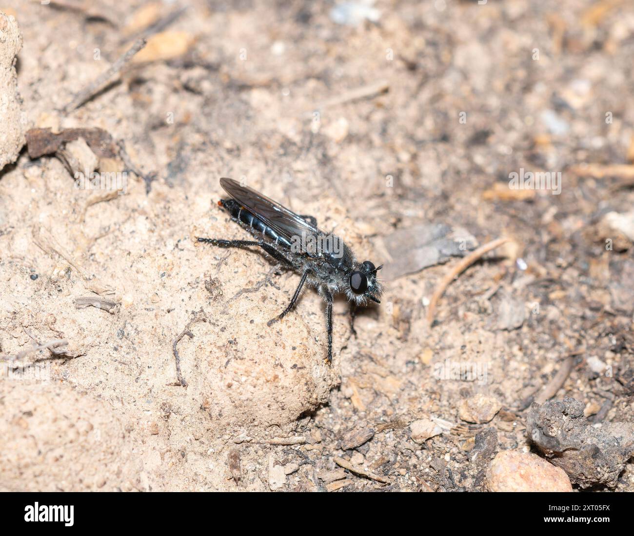 A Bee-mimic robber fly; perched on the ground in Colorado wilderness ...