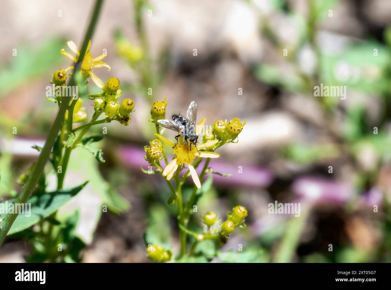 Insect rich habitat hi-res stock photography and images - Alamy