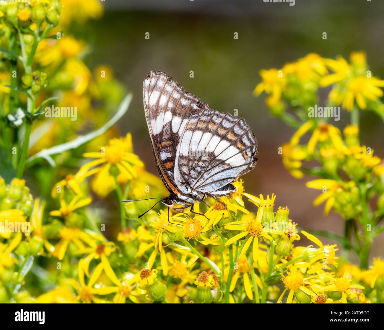Showcasing delicate patterns in green hi-res stock photography and ...