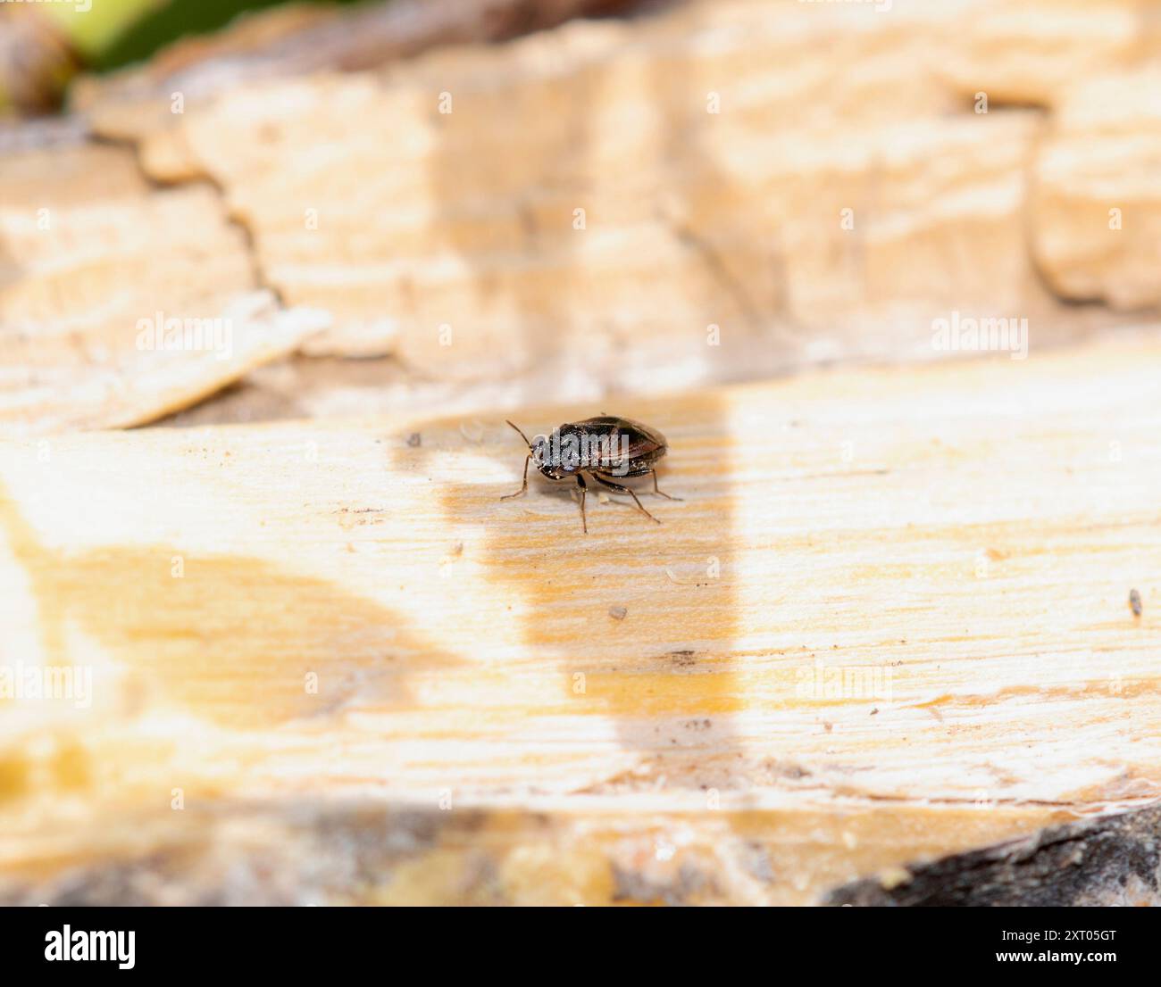 A Western big-eyed bug Geocoris pallens perched on a piece of wood in ...
