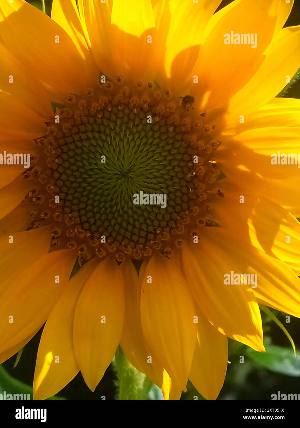 Sunflower Close-up: Radiant Detail of Golden Petals. Solar Beauty ...