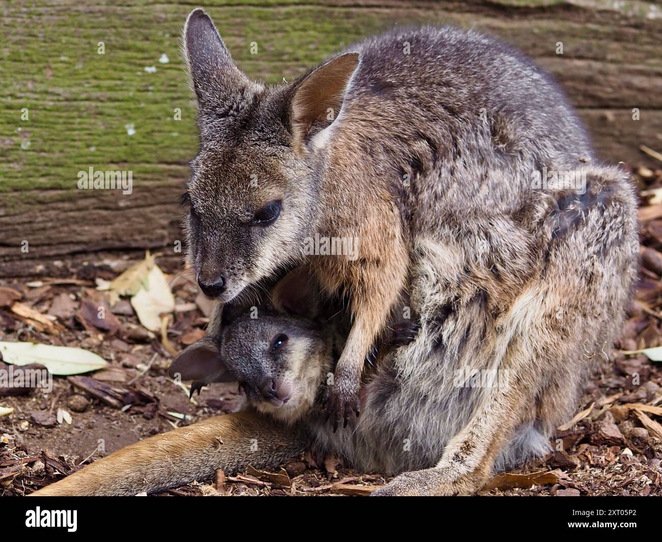 Sensational devoted female Red-necked Pademelon with a precious joey in ...