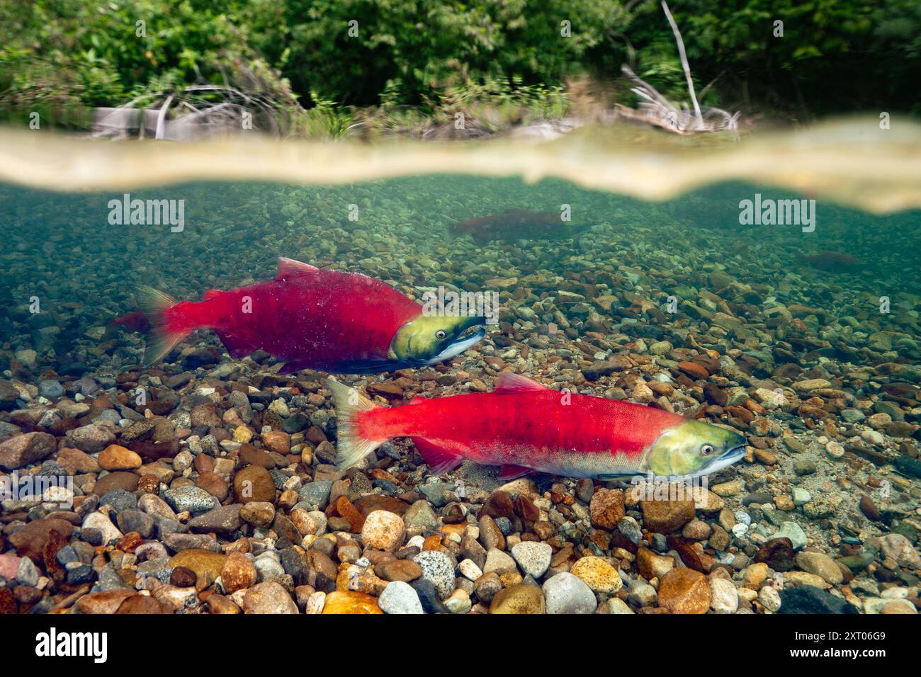 Male and female sockeye salmon in a shallow gravel bar in an alpine ...