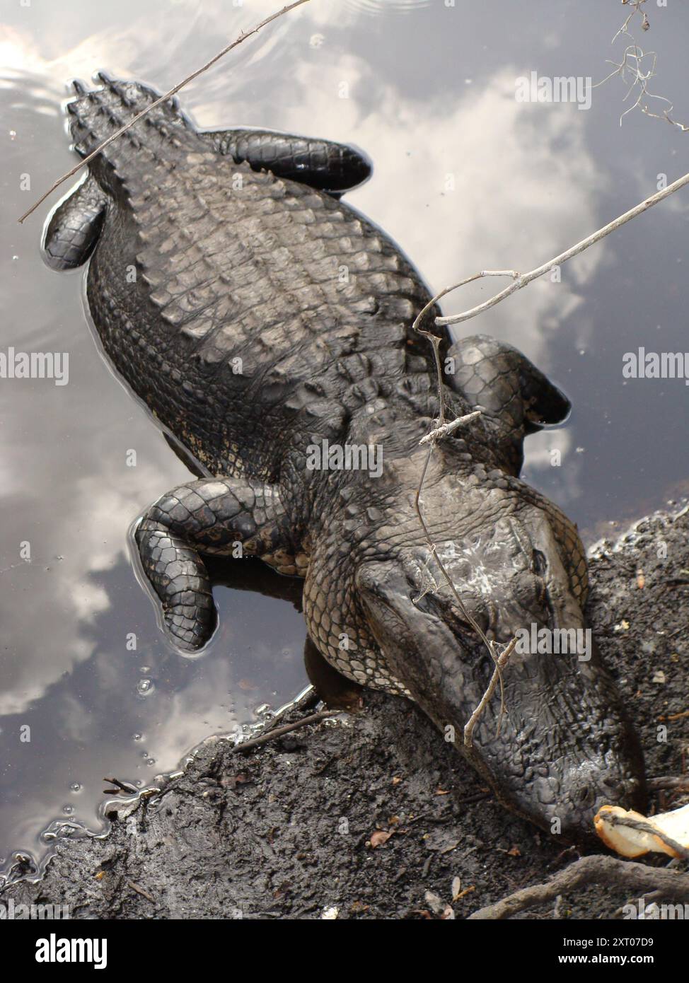 Bog body florida hi-res stock photography and images - Alamy