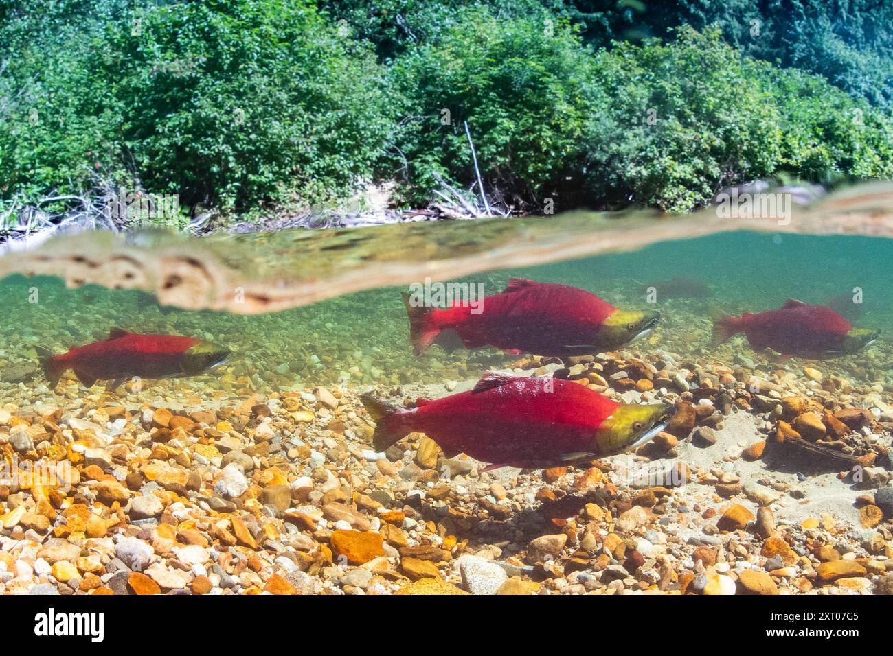 Gravel river underwater hi-res stock photography and images - Alamy