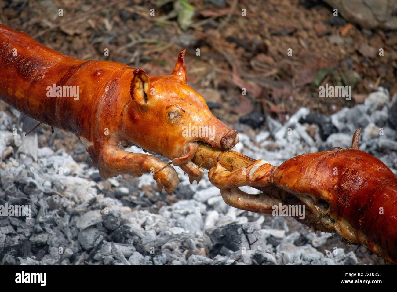 Two Spit-Roasted Lechon over coals outside of Cebu in the Philippines ...