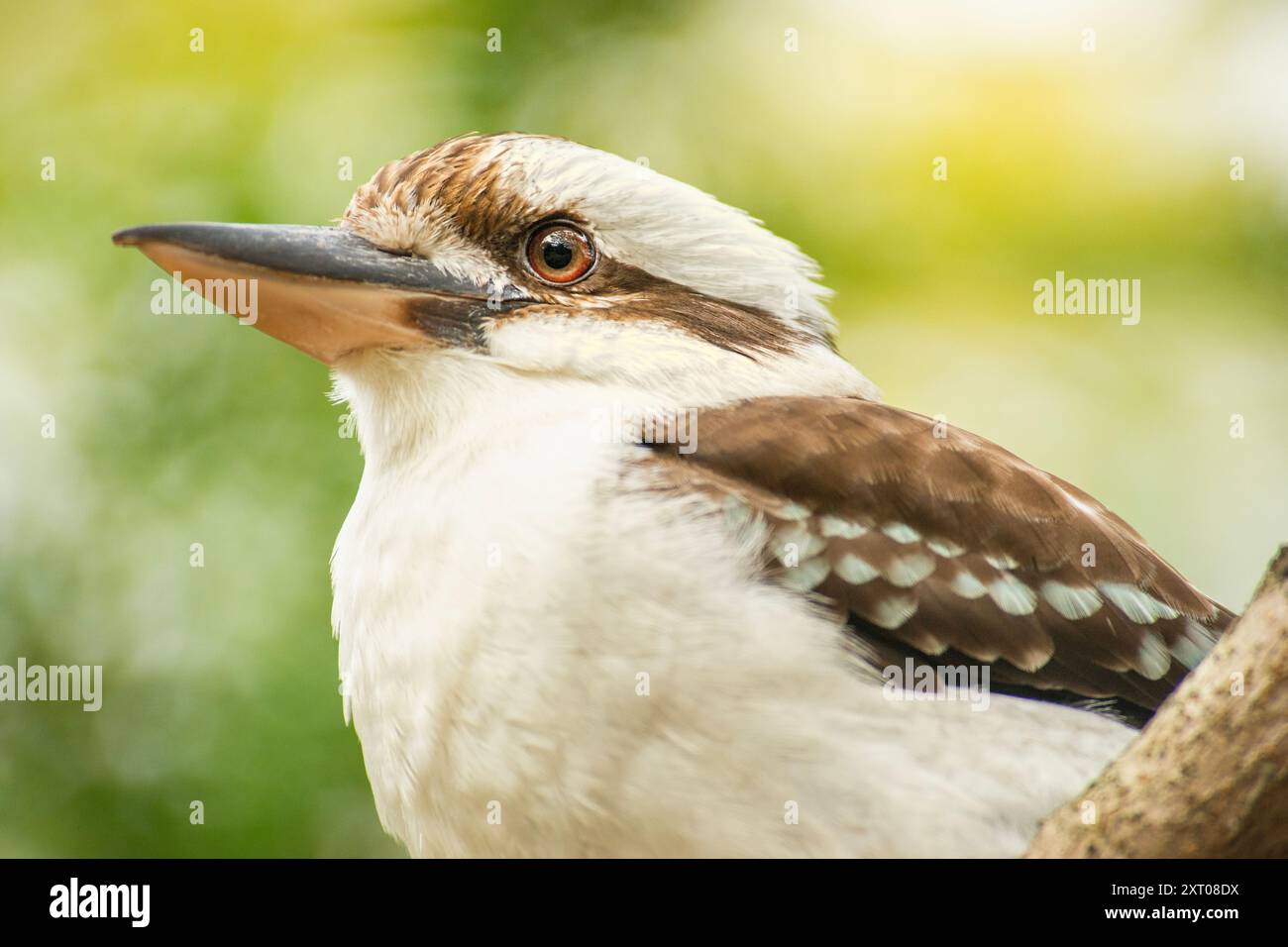 The laughing kookaburra is a bird in the kingfisher subfamily ...