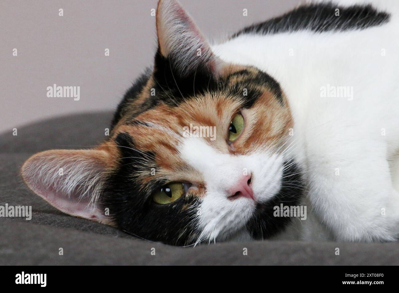 beautiful female calico cat laying down on a couch Stock Photo - Alamy