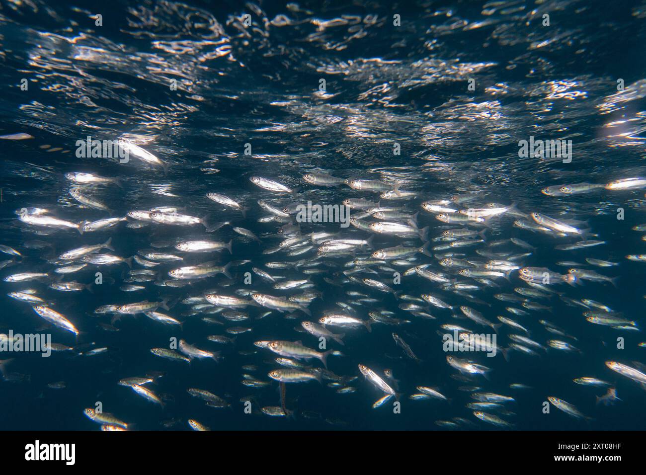Juvenile Kokanee salmon Stock Photo - Alamy