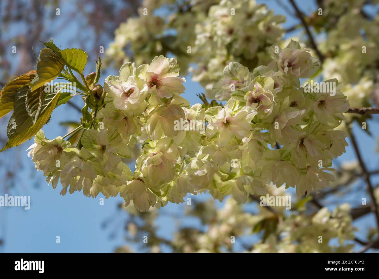 Gyoiko Sakura at Hirosaki Castle and gardens during the 2024 Cherry ...