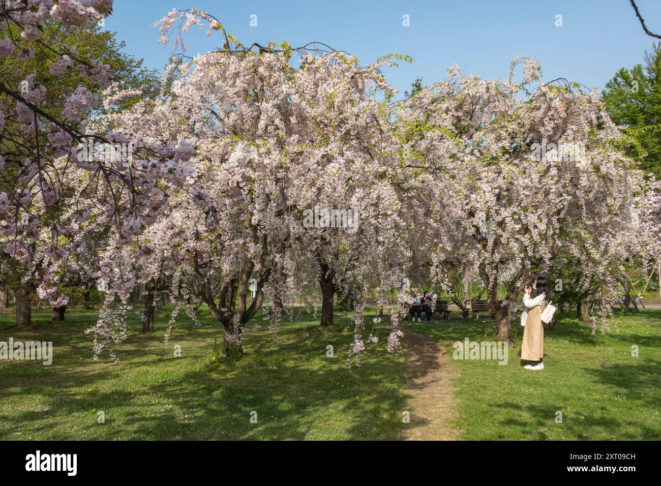 Weeping cherry blossom trees at Hirosaki Castle Botanic gardens during ...