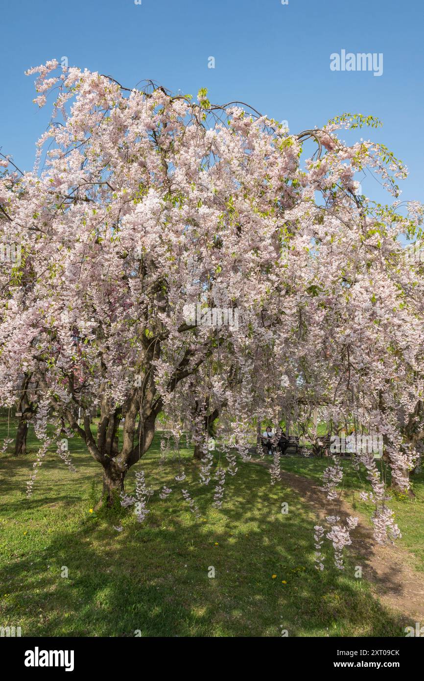 Weeping cherry blossom trees at Hirosaki Castle Botanic gardens during ...