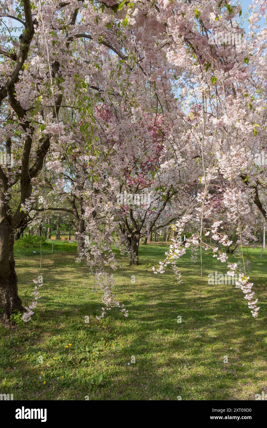 Weeping cherry blossom trees at Hirosaki Castle Botanic gardens during ...