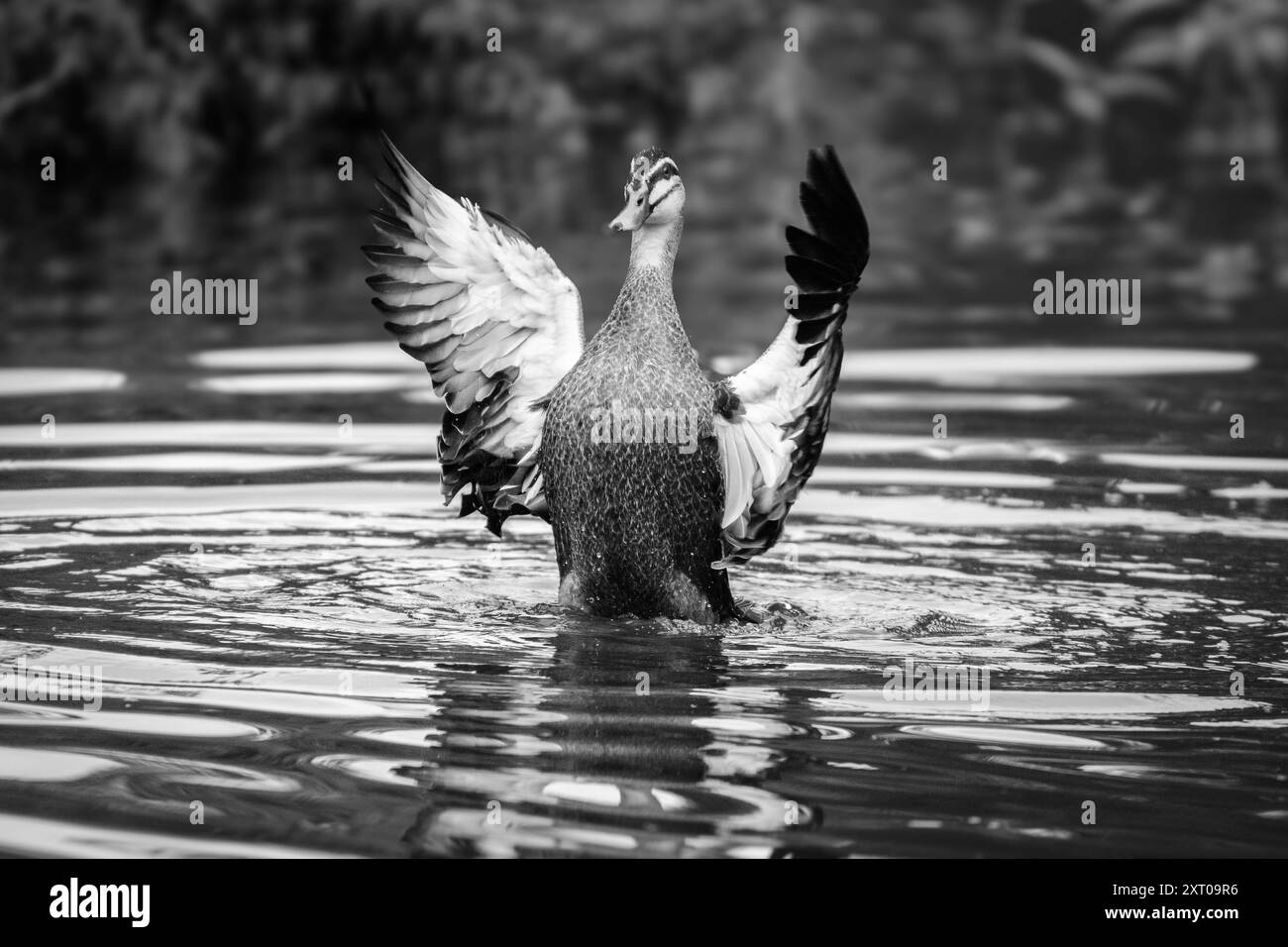 Pacific Black Duck flapping its wings in the water after preening Stock ...