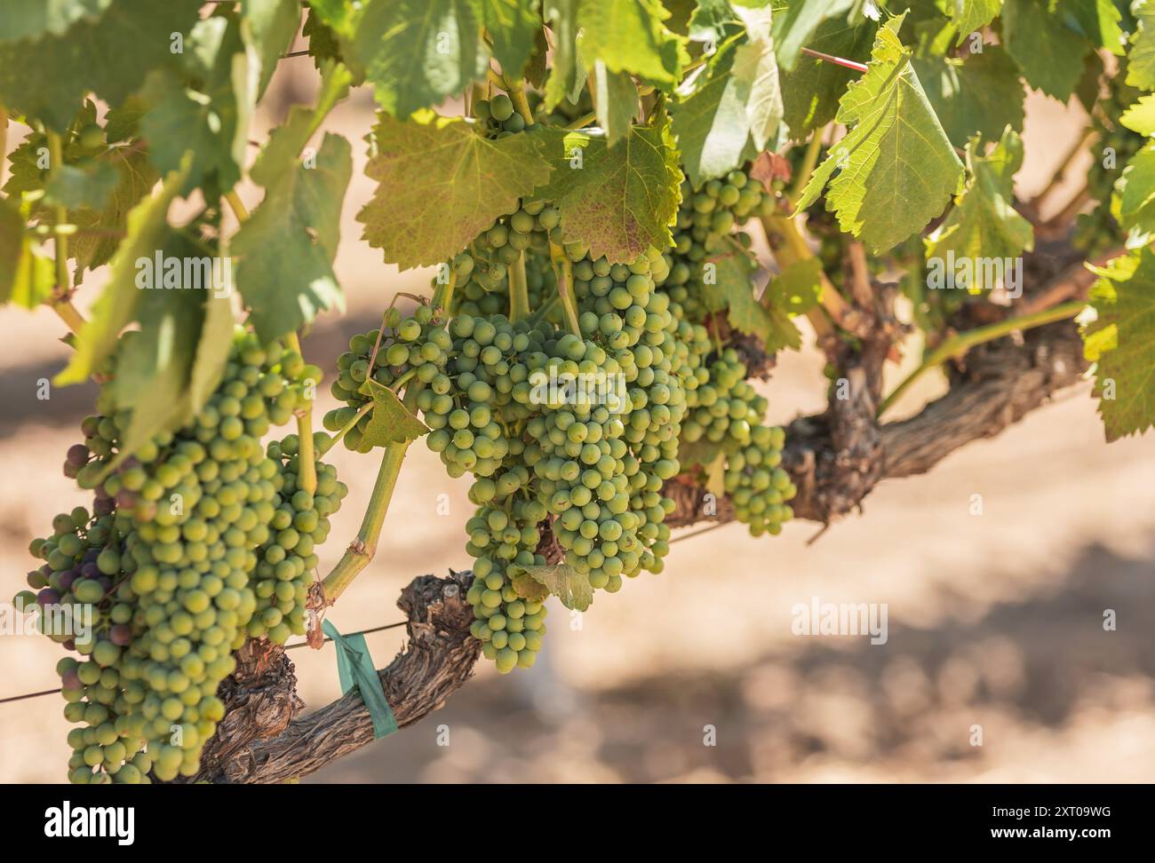 grapevines racim about to ripen Stock Photo - Alamy