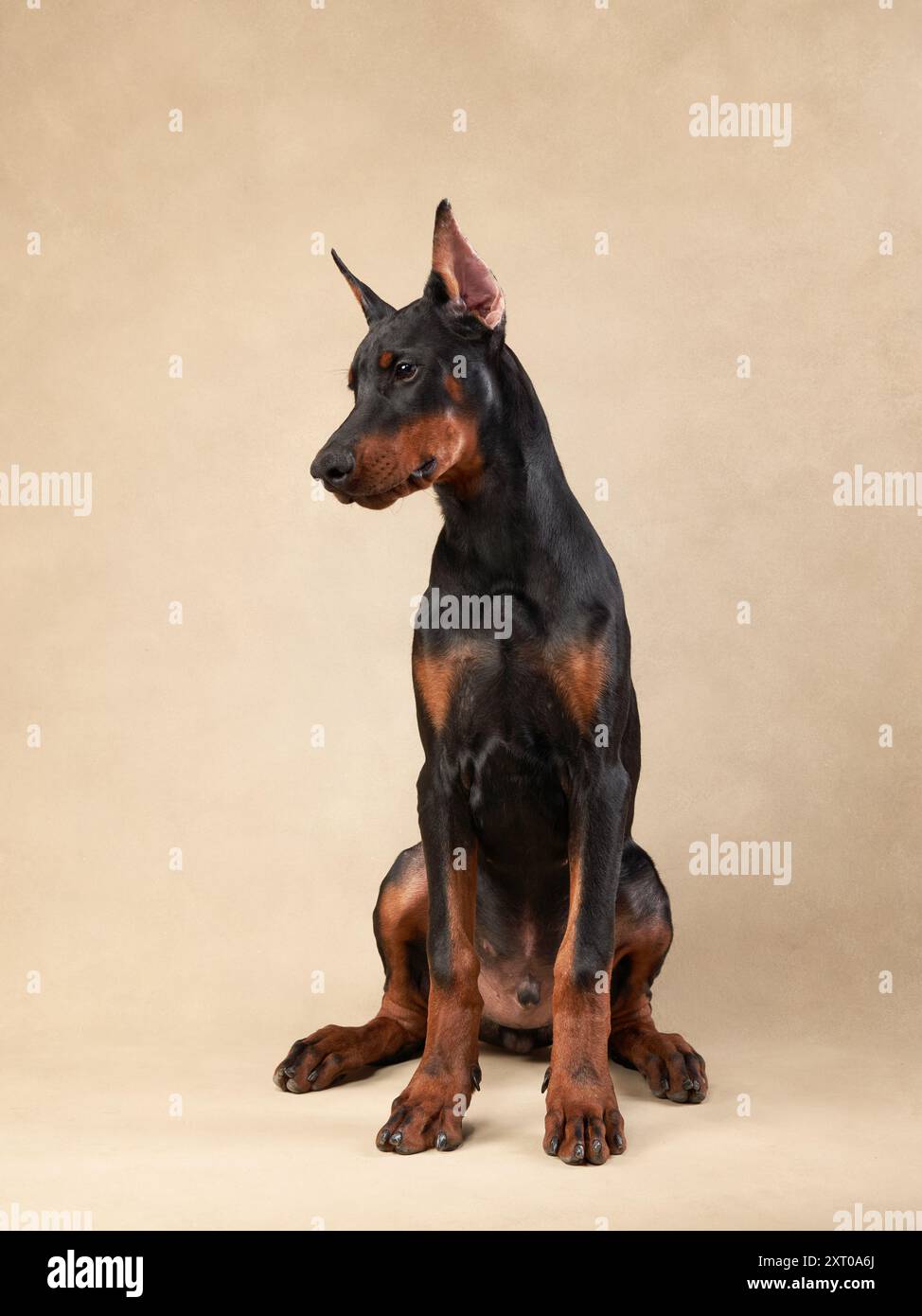 An alert Doberman looks upward with an intense gaze, set against a ...