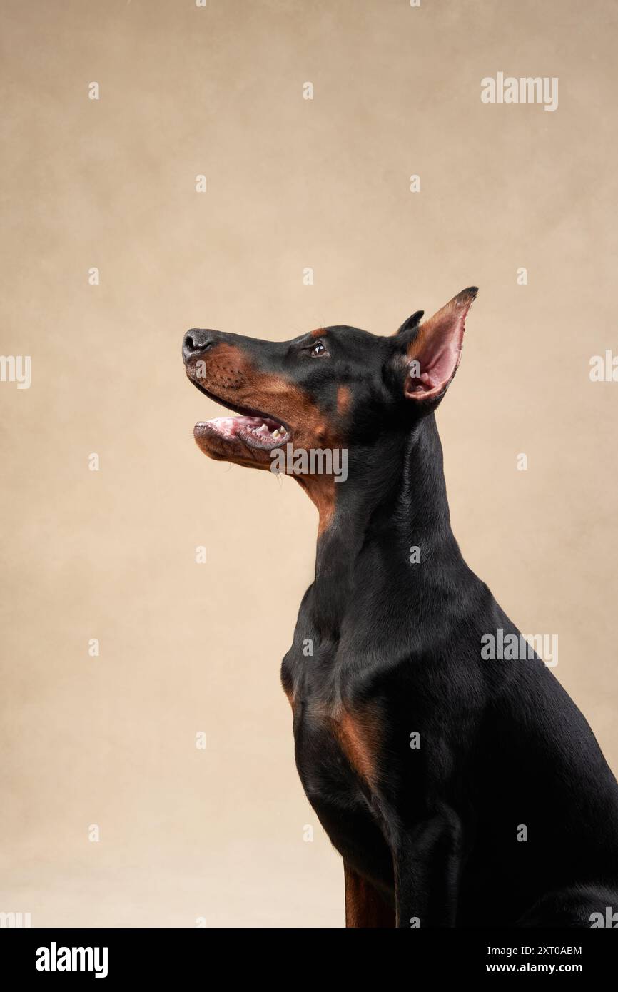 A Doberman captured mid-motion, showcasing a dynamic posture and ...