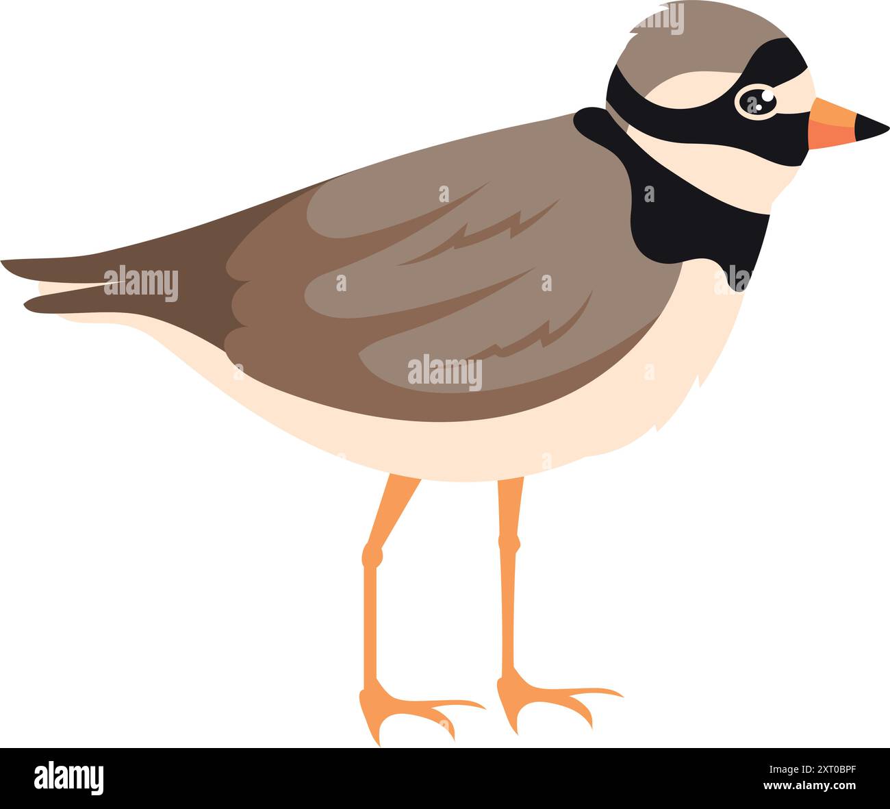 small winged shorebird Stock Vector Image & Art - Alamy