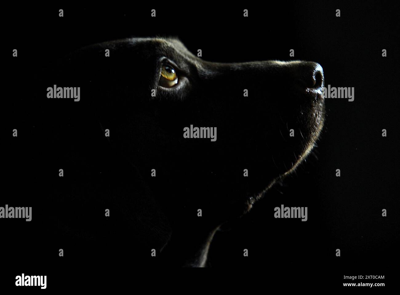 Dog thinking hi-res stock photography and images - Alamy