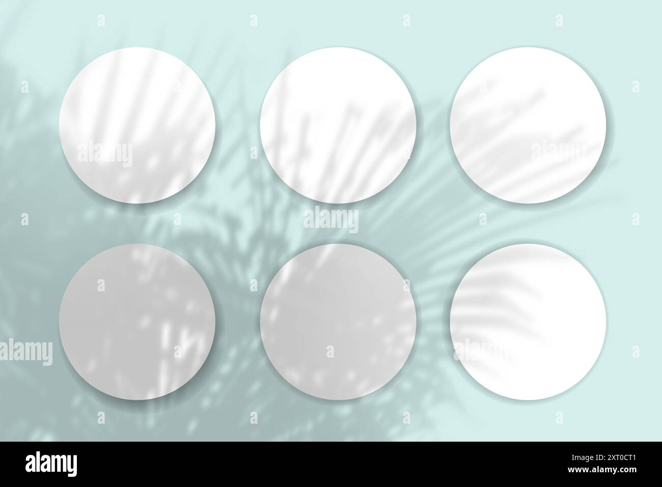 Natural light casts shadows from the plant on 6 round sheets of white ...