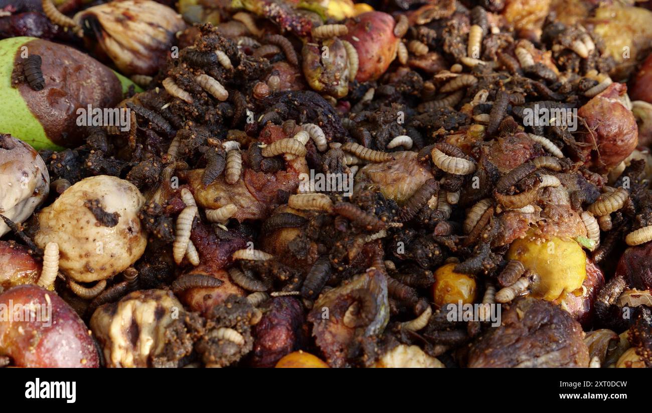 Black soldier fly larvae on food waste. Black soldier fly larvae used ...