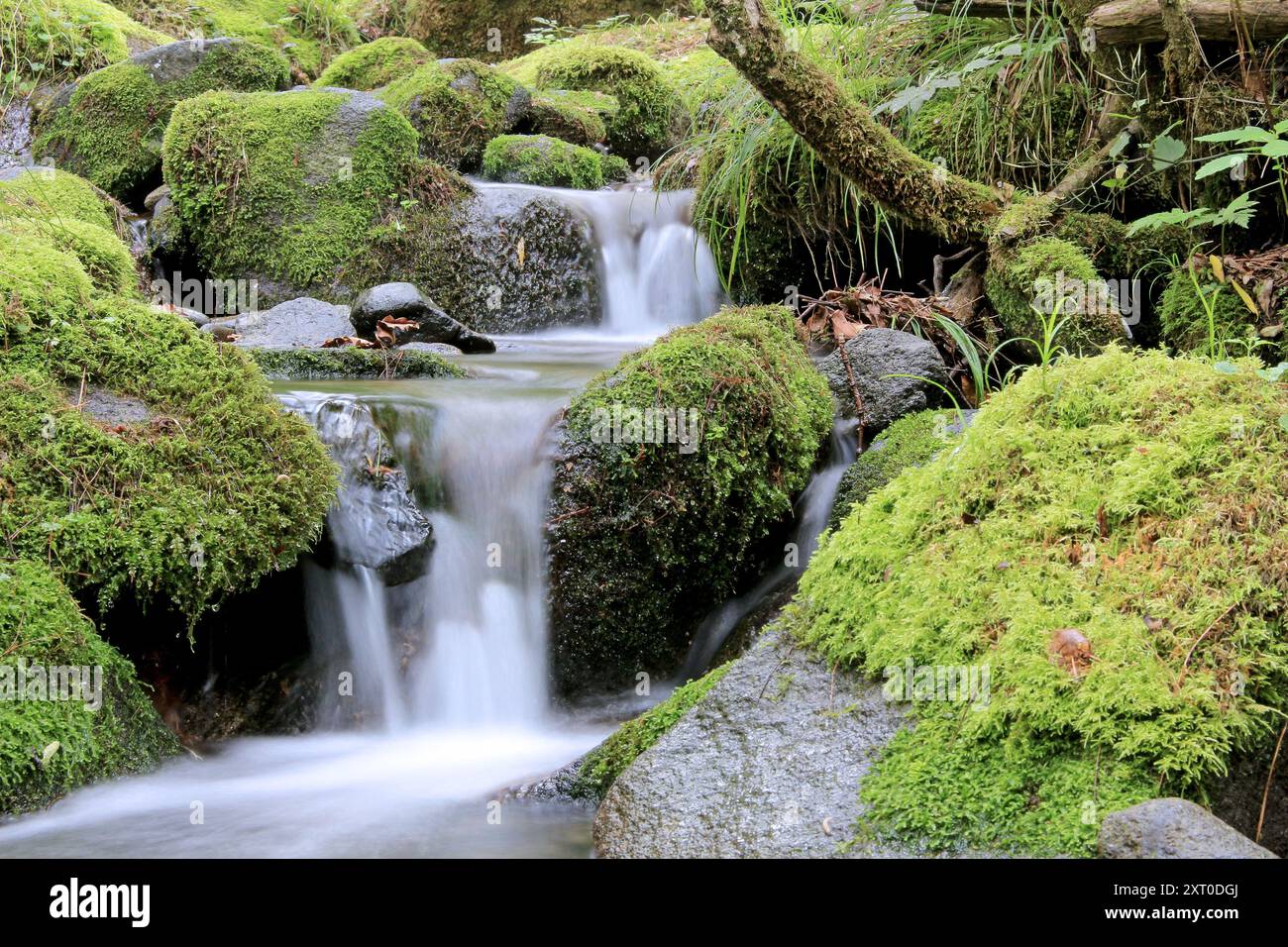 Small brook covered moss hi-res stock photography and images - Alamy