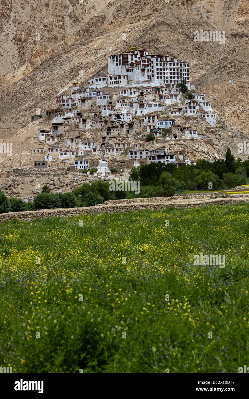 Mustard fields tibet hi-res stock photography and images - Alamy