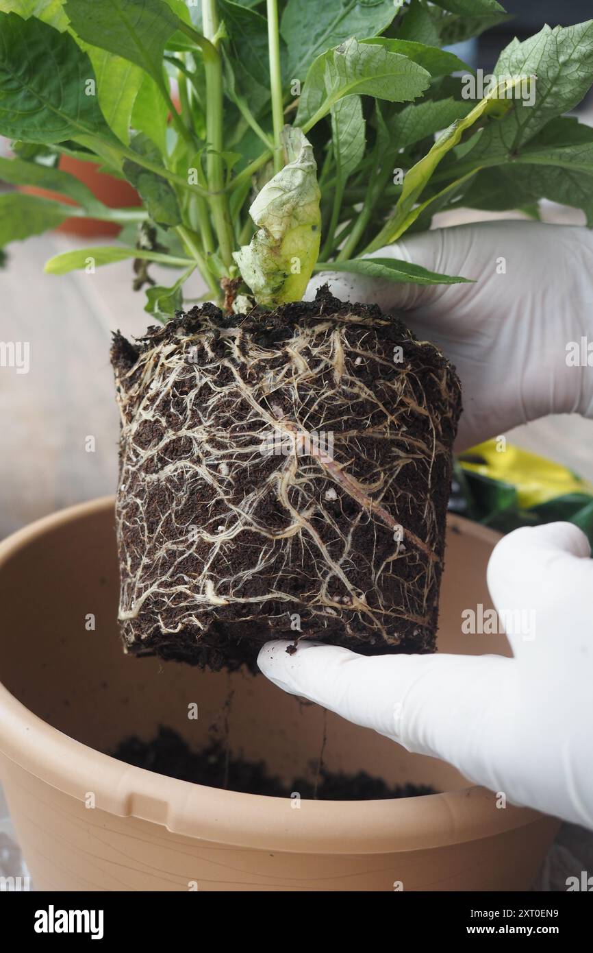 Healthy Plant Roots Being Carefully Transplanted into a New Pot for ...