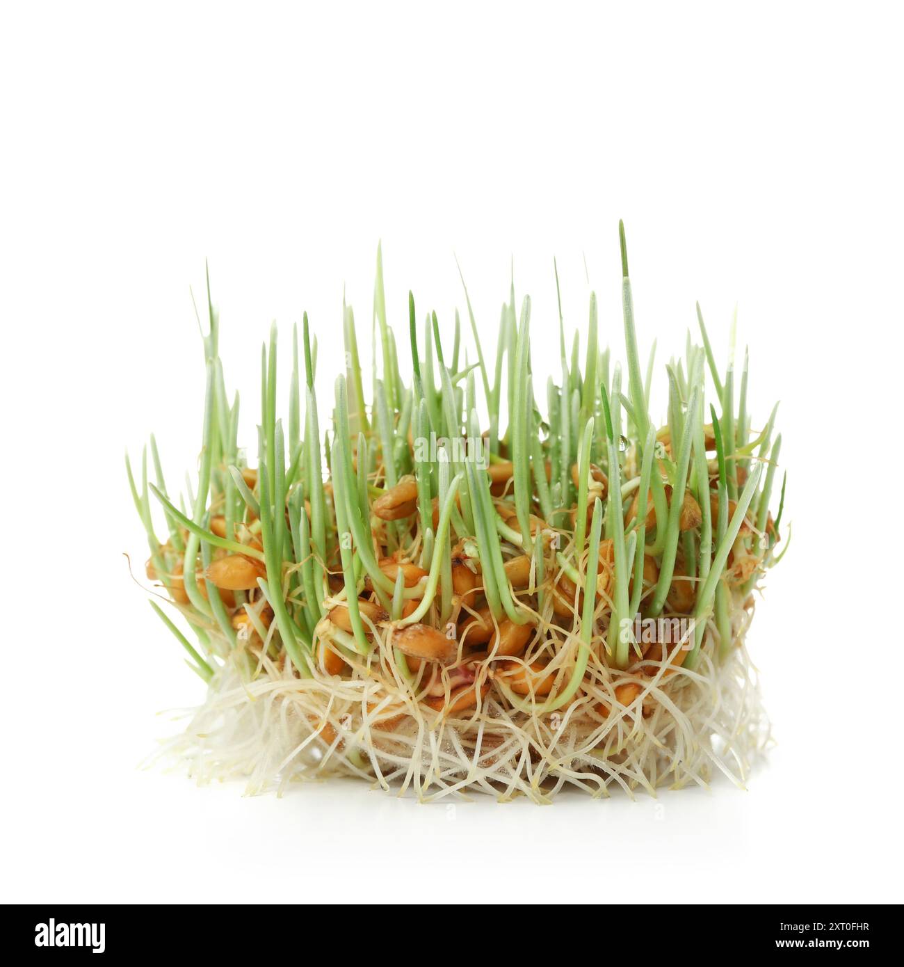 Superfood wheatgrass Cut Out Stock Images & Pictures - Alamy