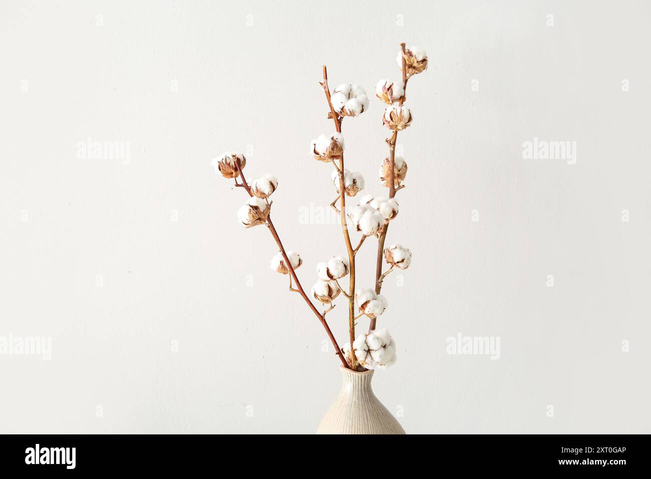 Cotton sprigs in vase on white background Stock Photo - Alamy