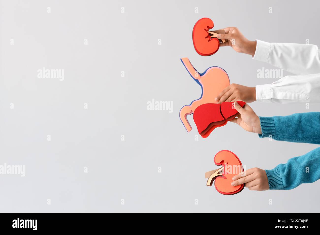 Human organs paper hi-res stock photography and images - Alamy