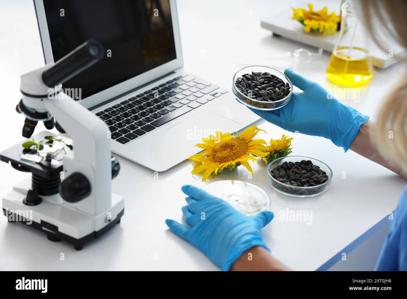 Female scientist with microscope, sunflower seeds and laptop working in ...