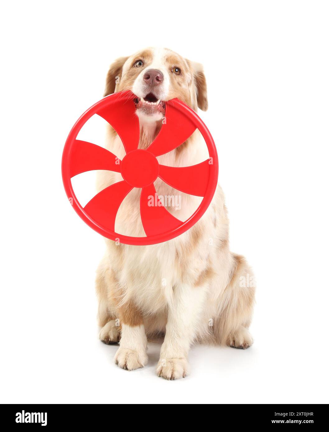 Cute Australian Shepherd dog with red frisbee on white background Stock ...